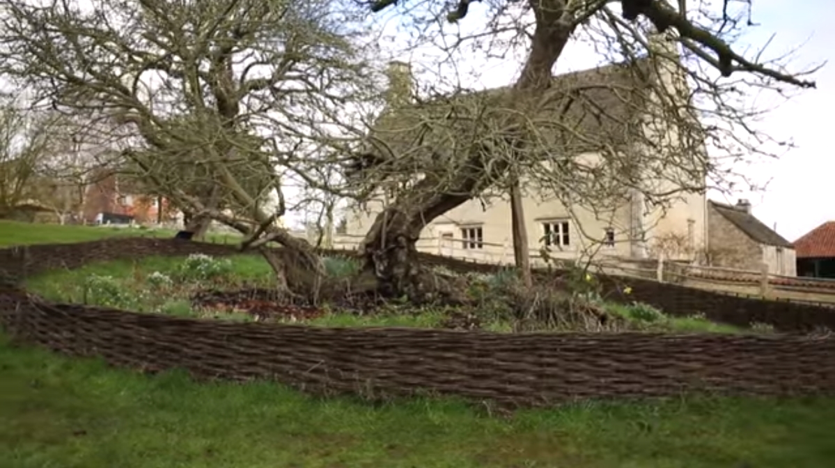 Newton’s apple tree in Lincoln! – Centre for Computational Physics